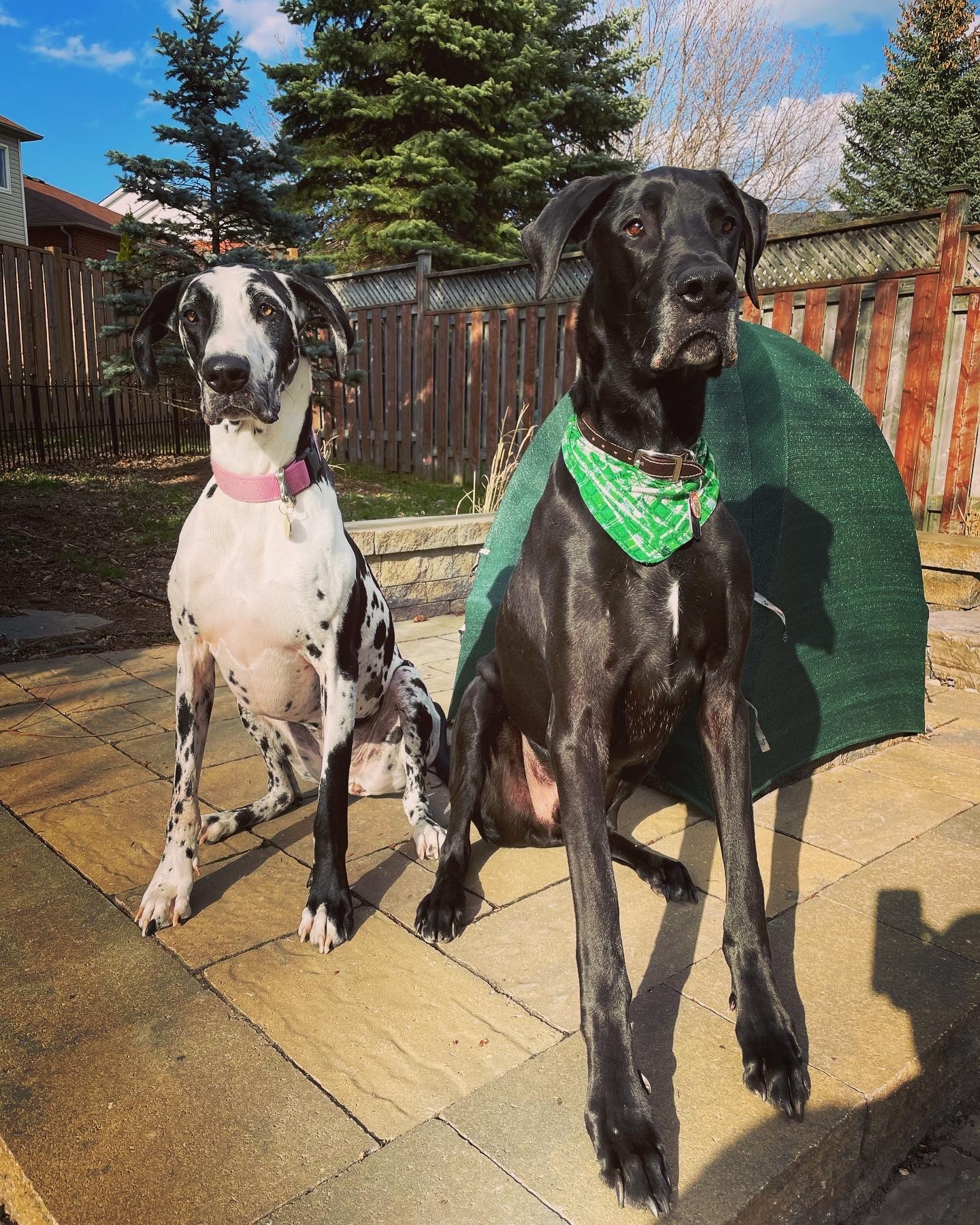 The Coding Beard :verified: (@thecodingbeard@techtoots.com) - Techtoots